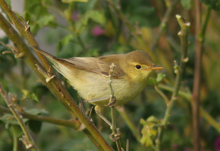 Details : Melodious Warbler - BirdGuides