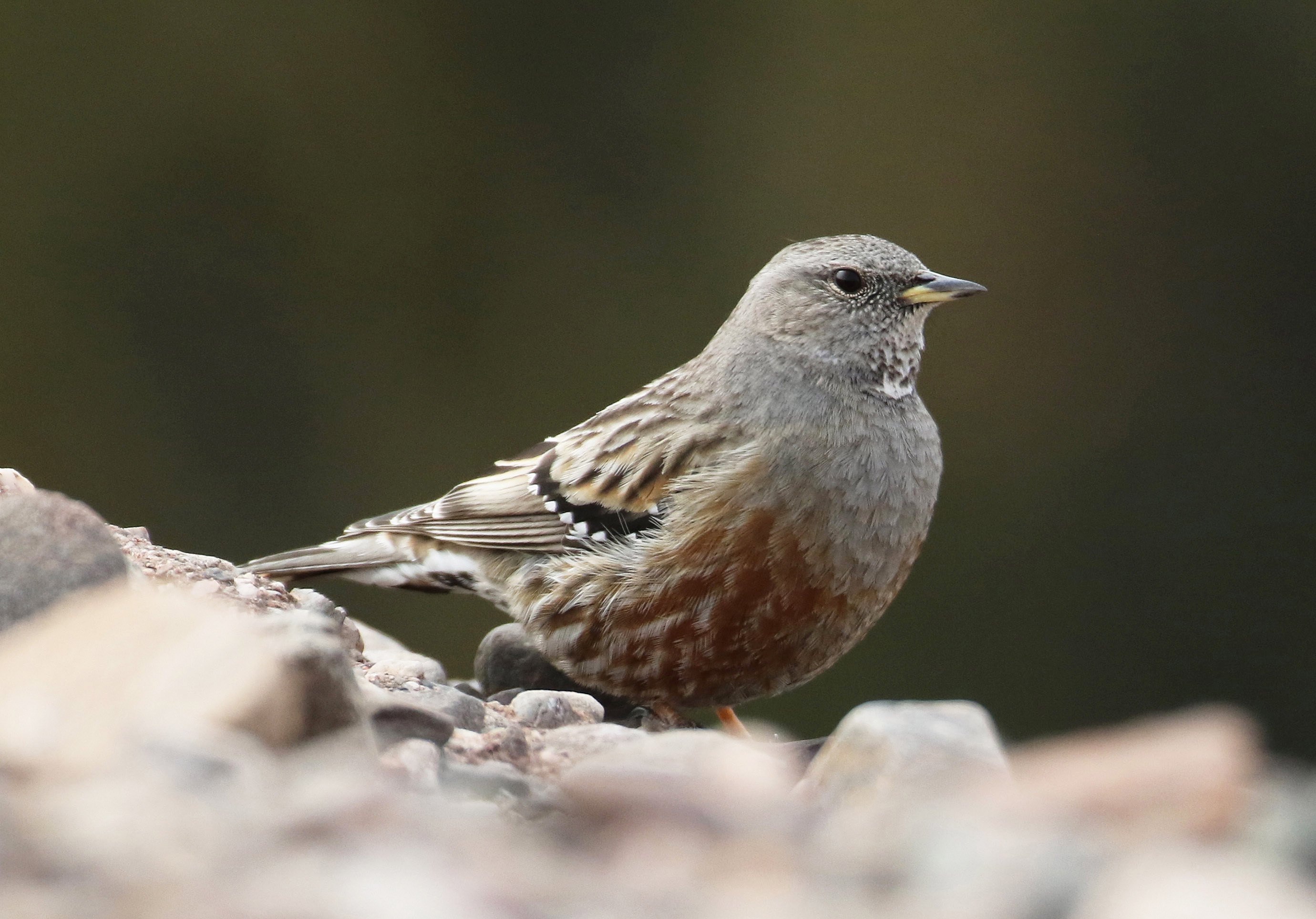 Details : Alpine Accentor - BirdGuides