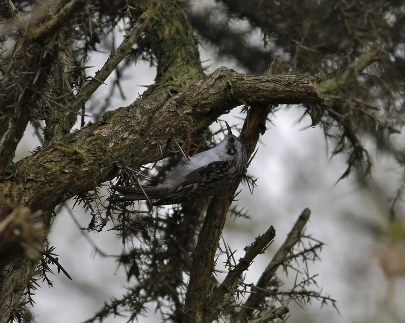 Details : Northern Treecreeper - BirdGuides