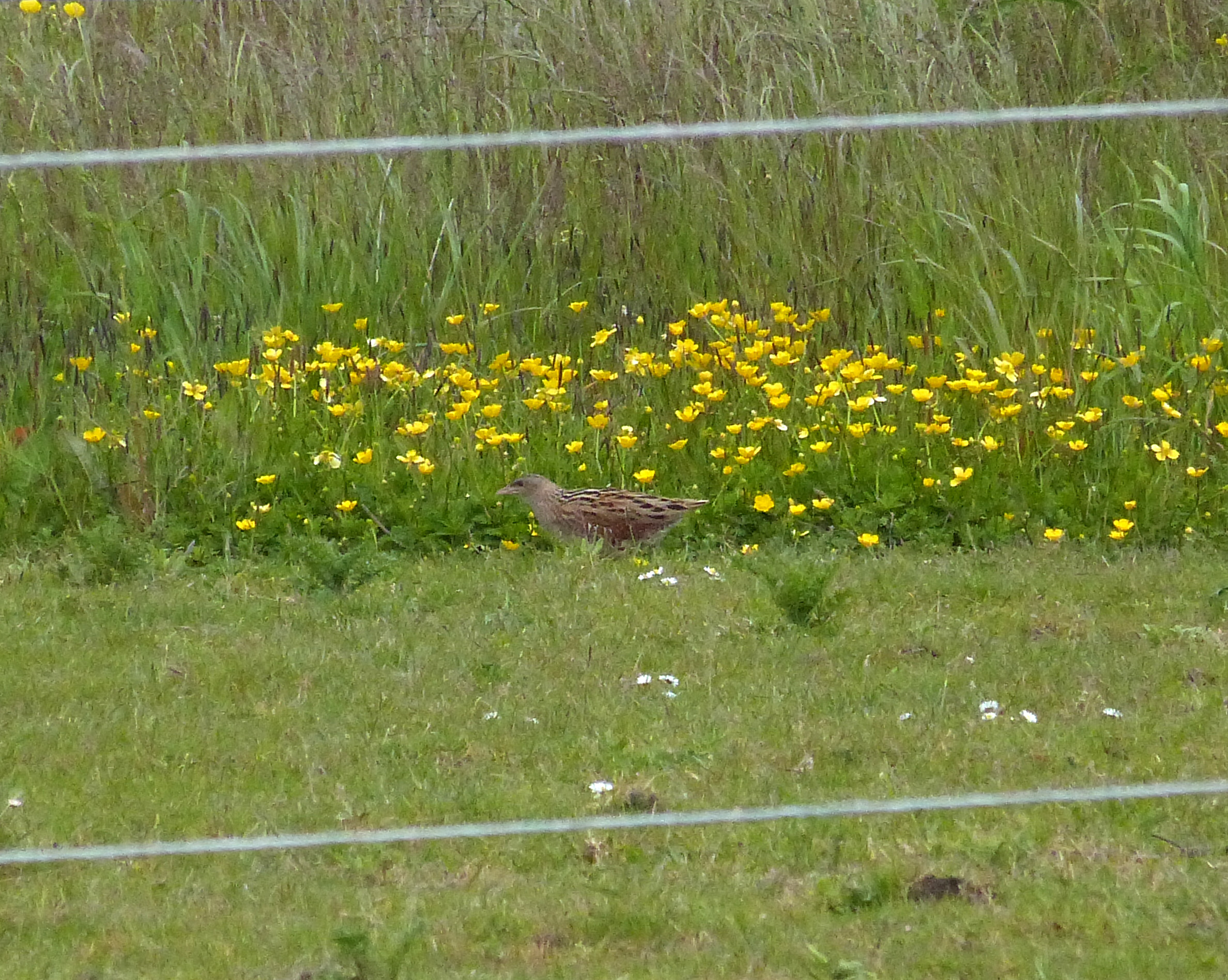 Details : Corncrake - BirdGuides