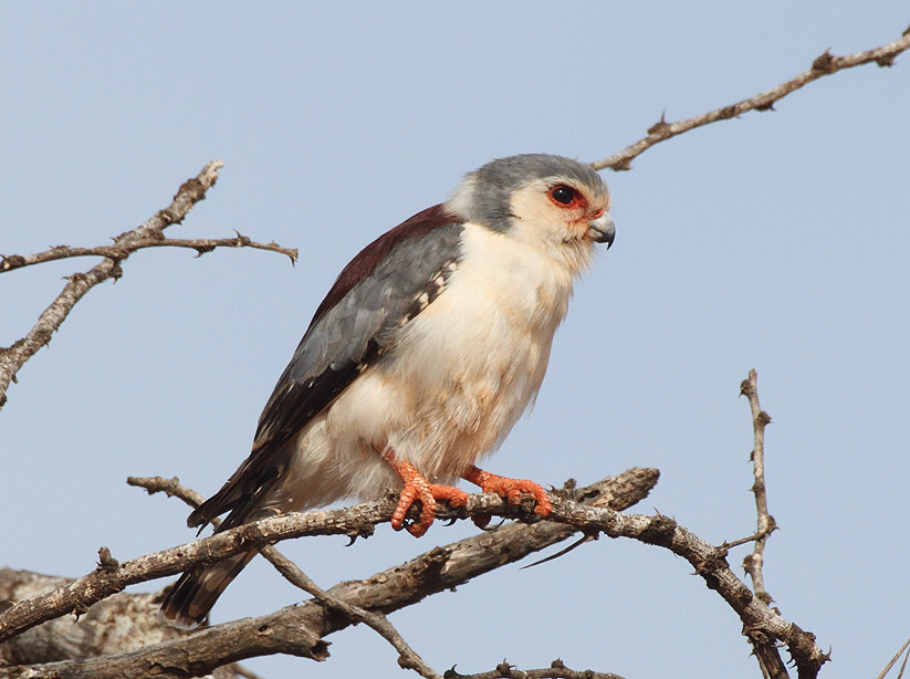 Details : Pygmy Falcon - BirdGuides