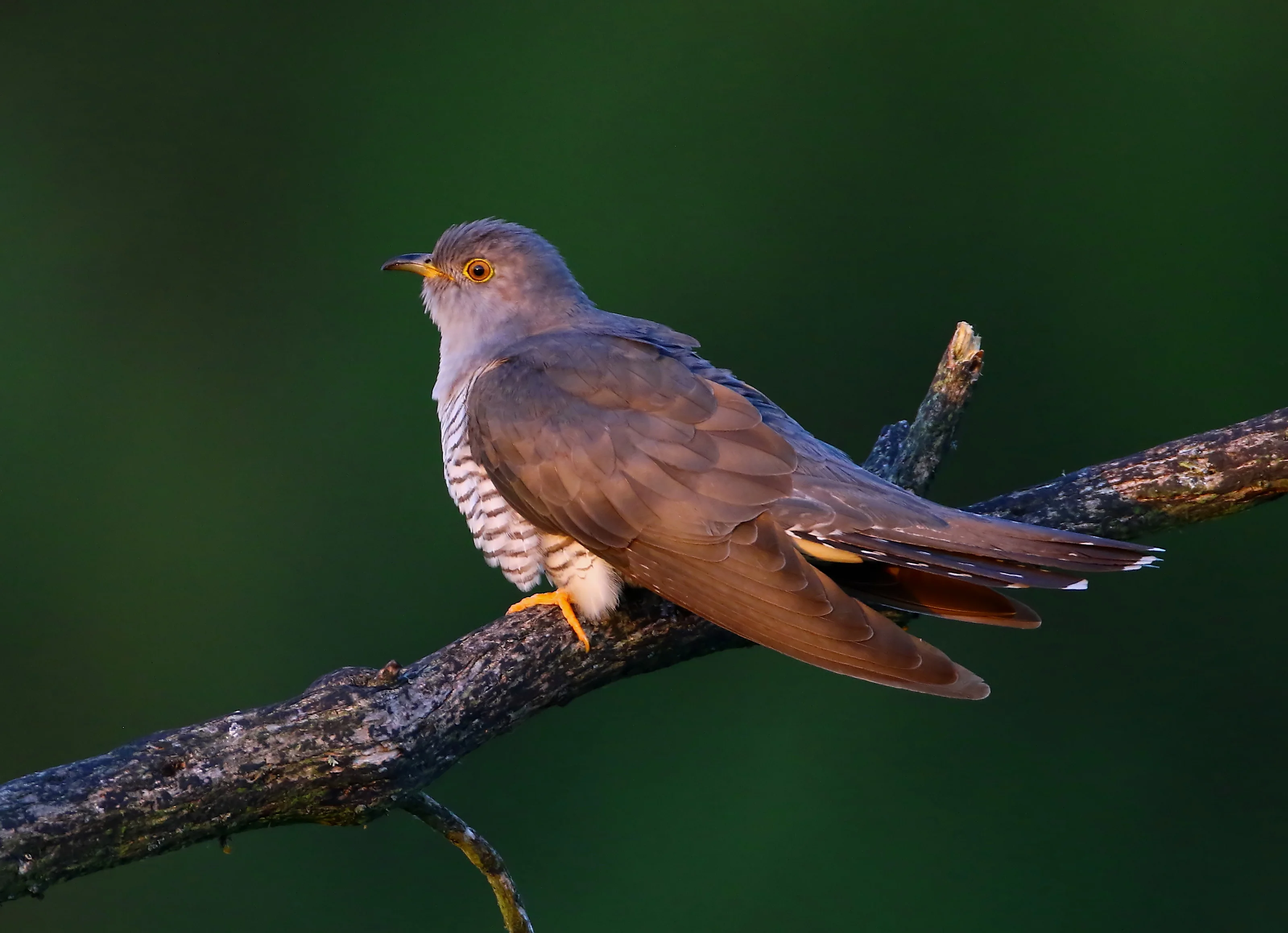 Details : Common Cuckoo - BirdGuides