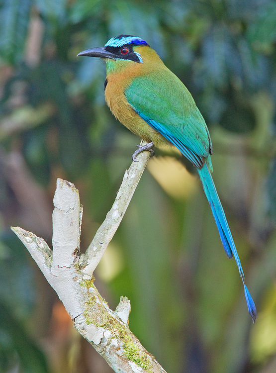 Details : Lesson's Motmot - BirdGuides