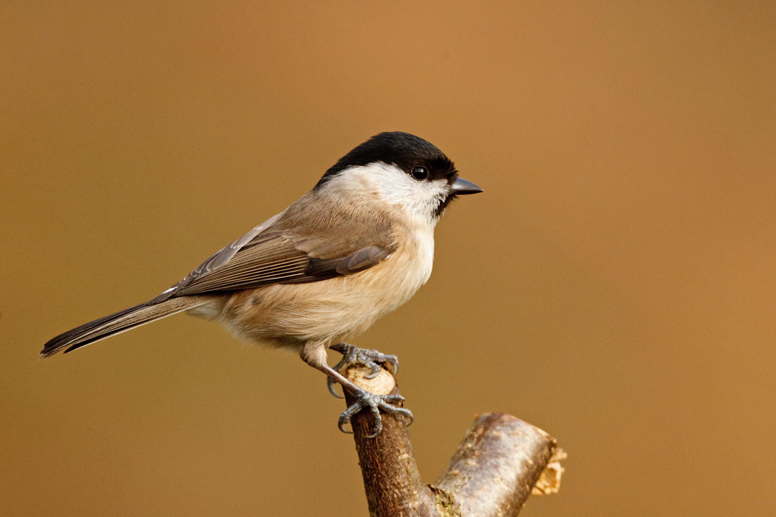 Details : Marsh Tit - BirdGuides
