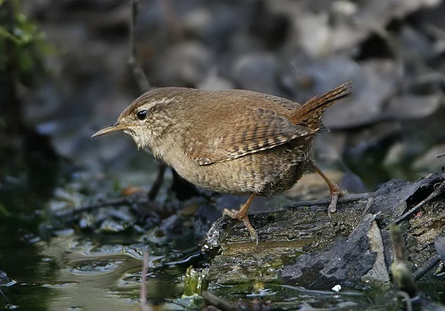 Details : Eurasian Wren - BirdGuides