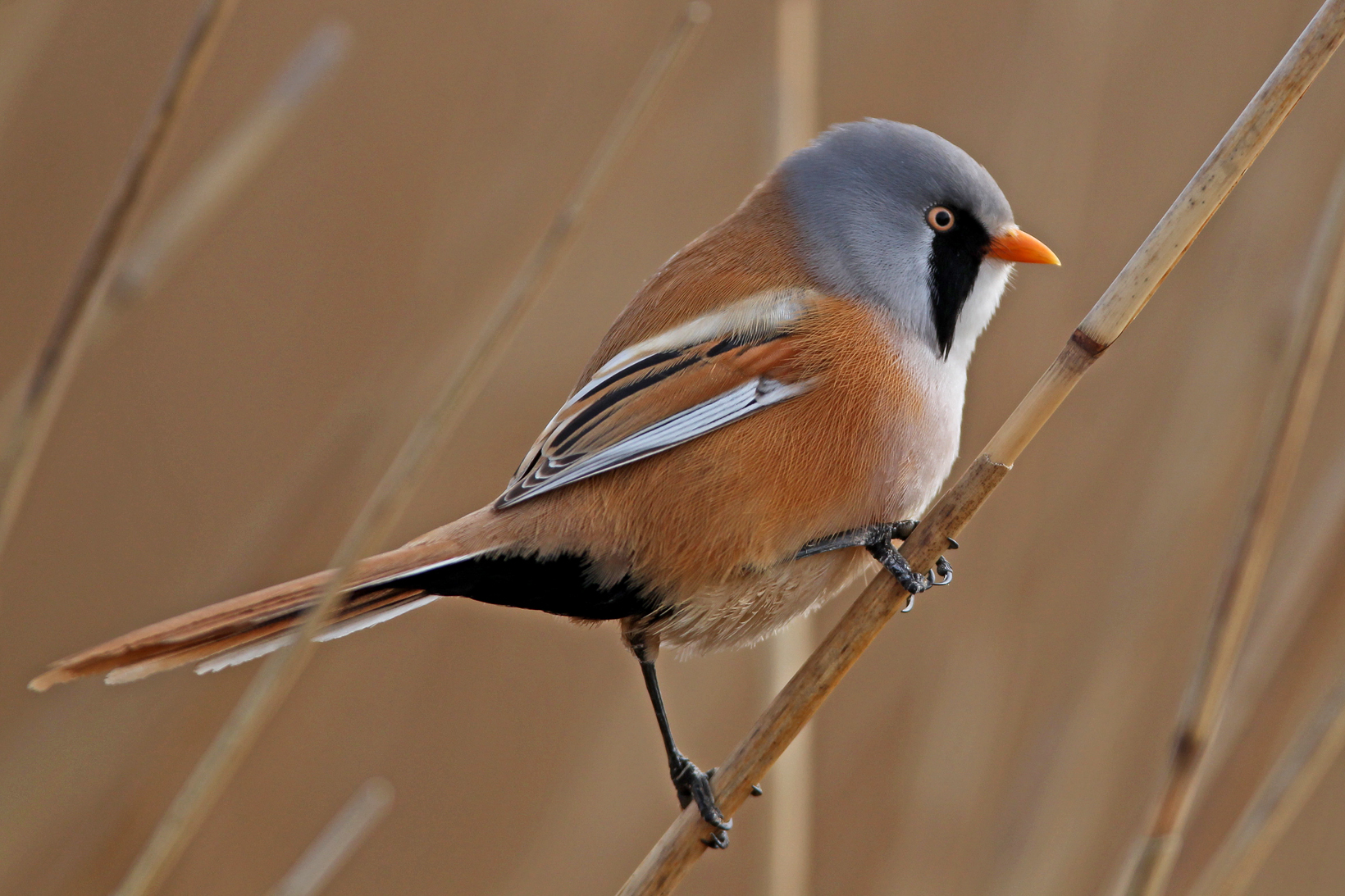 Details : Bearded Tit - BirdGuides
