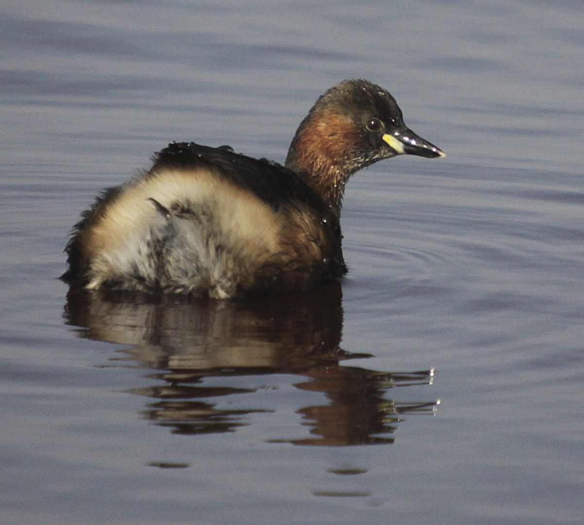 Little Grebe by Jake Gearty - BirdGuides