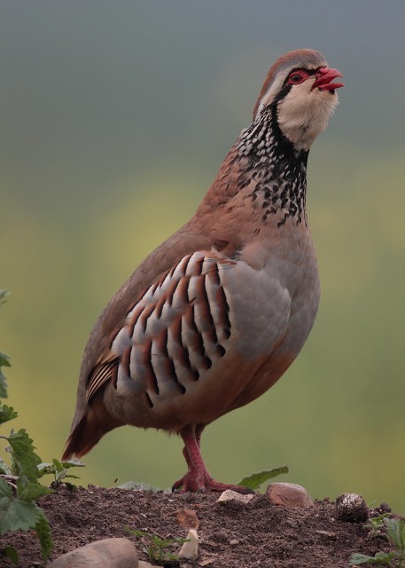 Details : Red-legged Partridge - BirdGuides