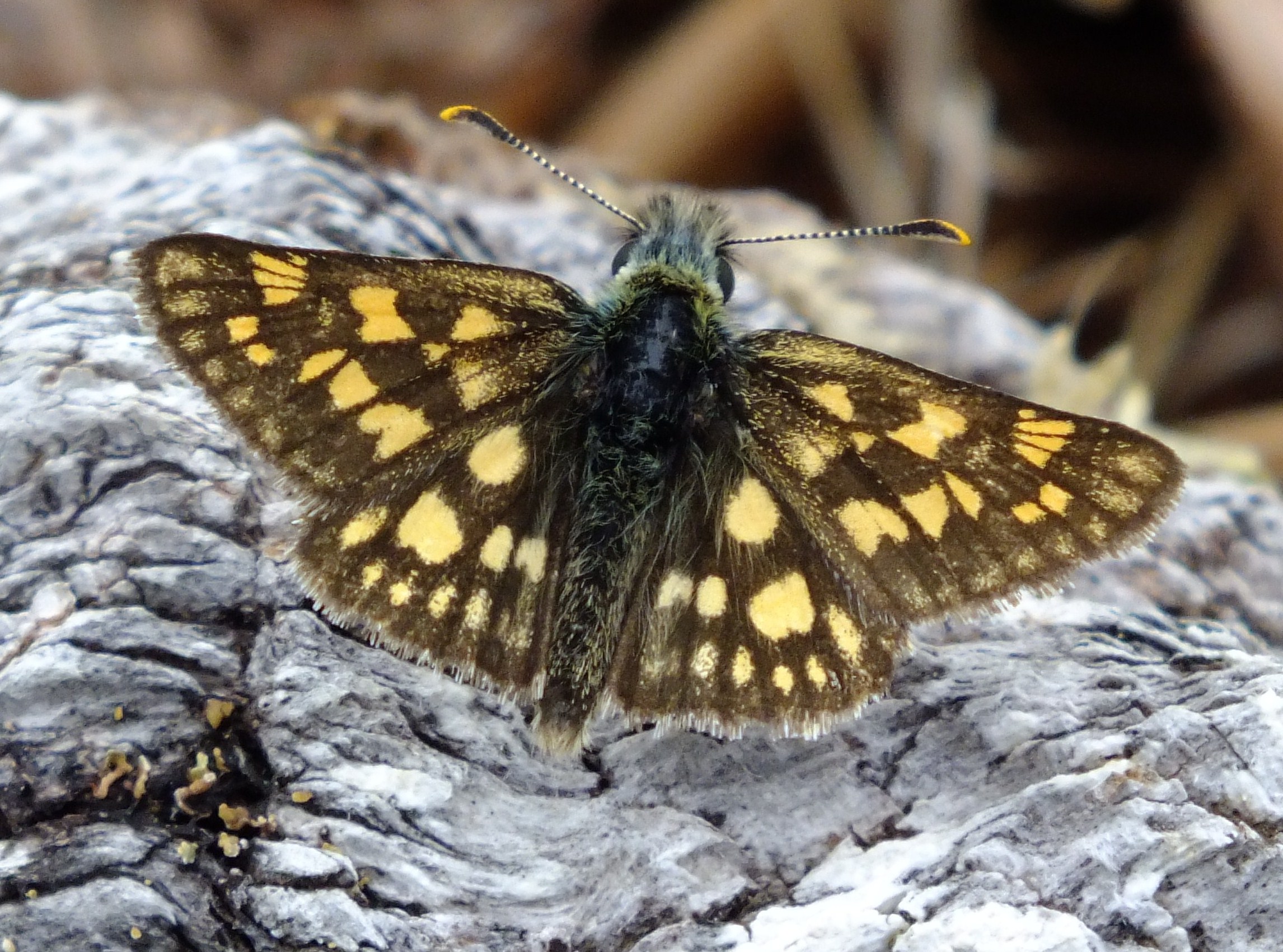 Details : Chequered Skipper - BirdGuides