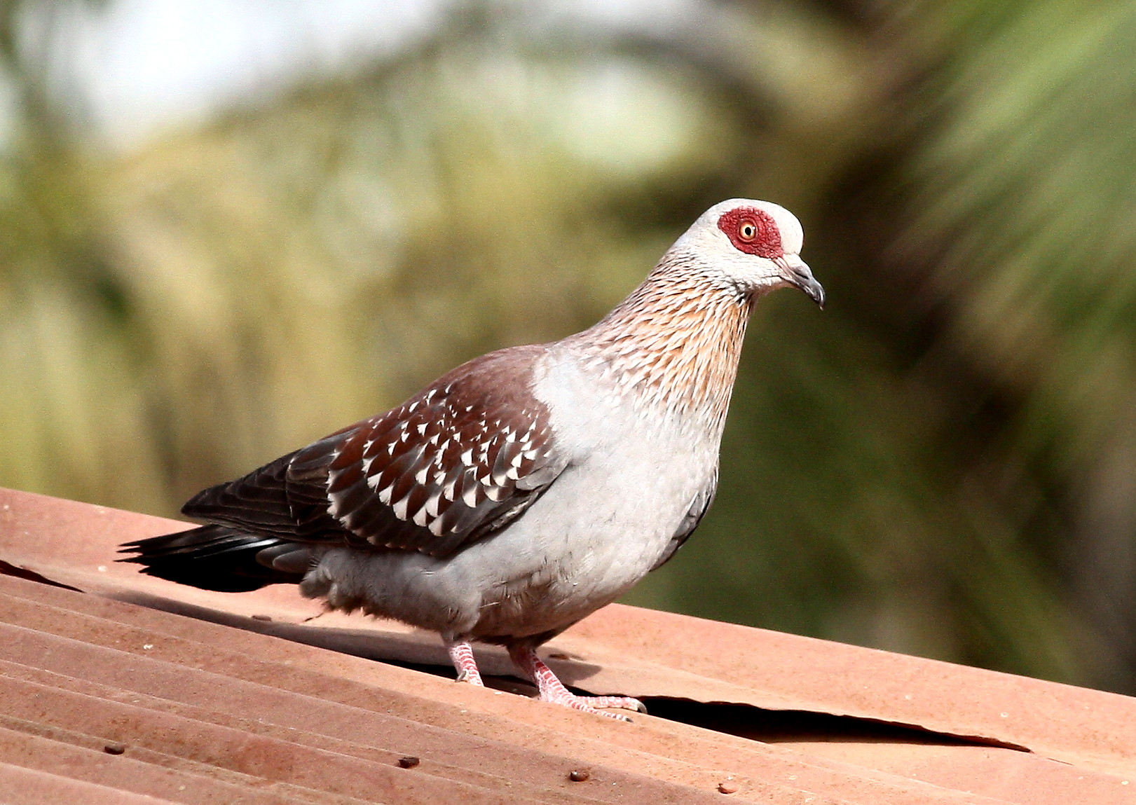 Details : Speckled Pigeon - BirdGuides