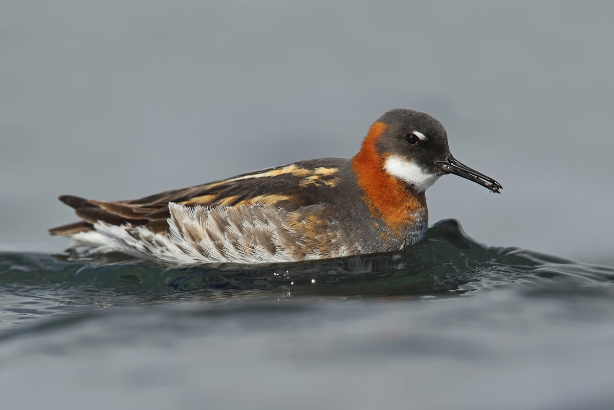 Red-necked Phalarope by John Dickenson - BirdGuides