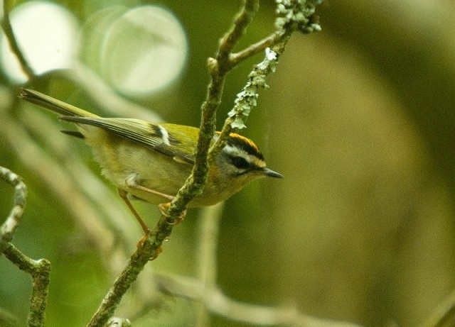 Firecrest enthusiasts required - BirdGuides