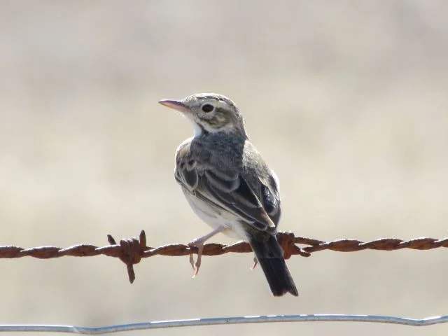 Details : Australian Pipit - BirdGuides