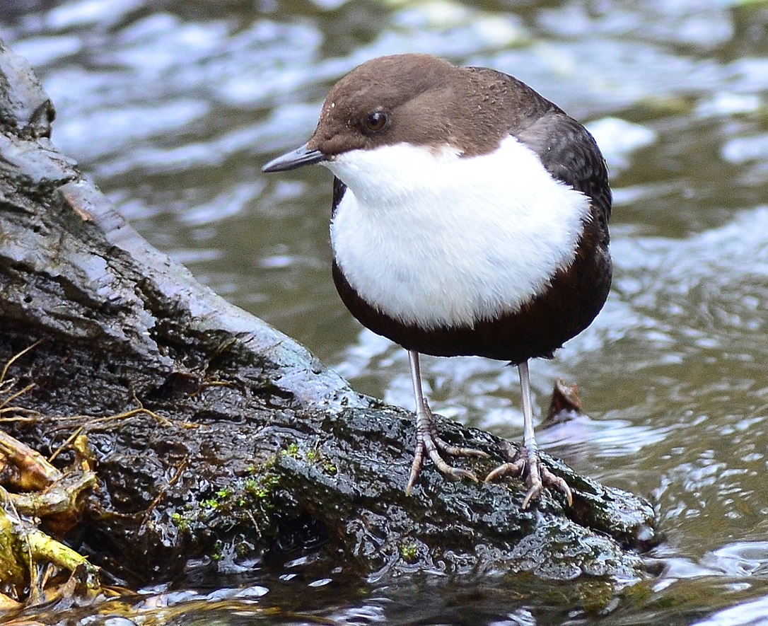 Review of the Week: 14th–20th March - BirdGuides