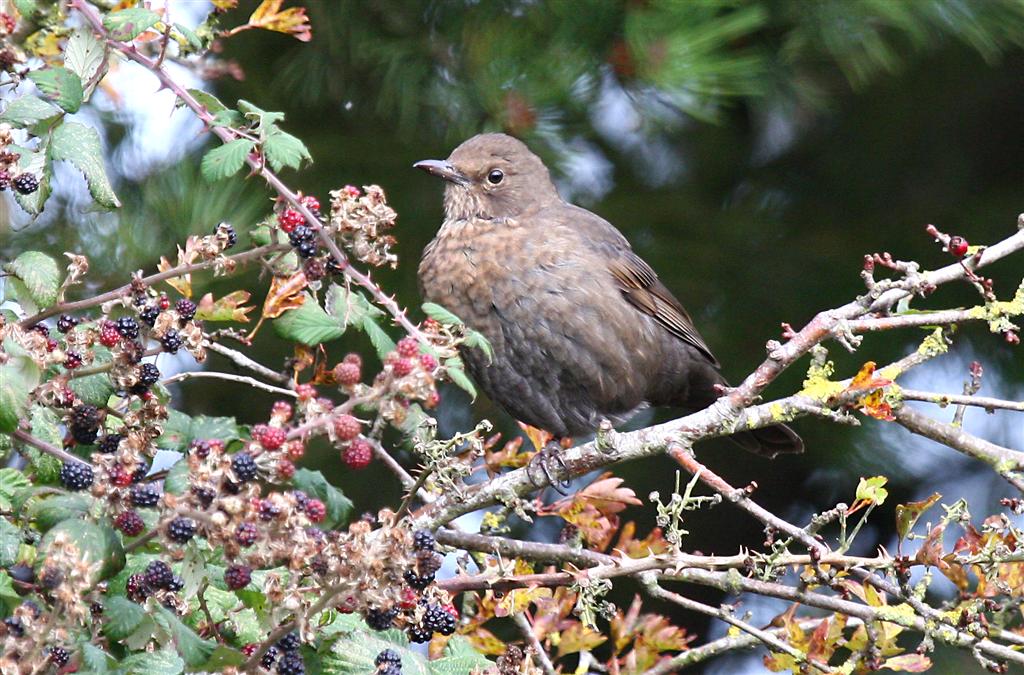 Blackbird by John Donnelly - BirdGuides