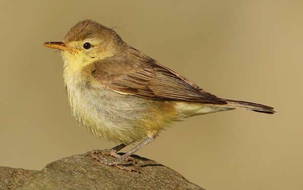 Details : Melodious Warbler - BirdGuides