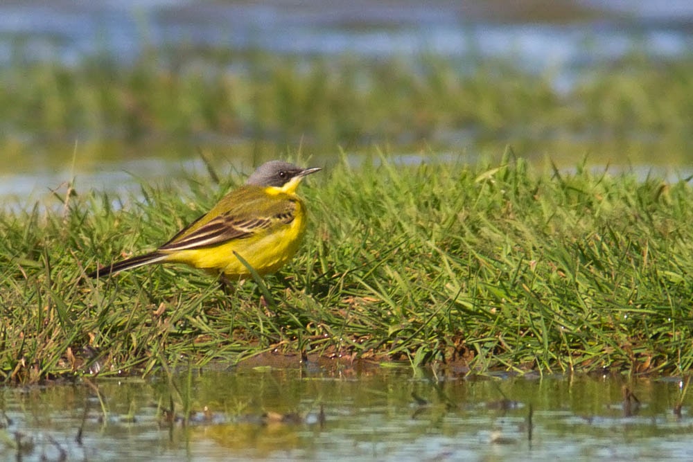 Focus on: shades of Yellow Wagtail - BirdGuides