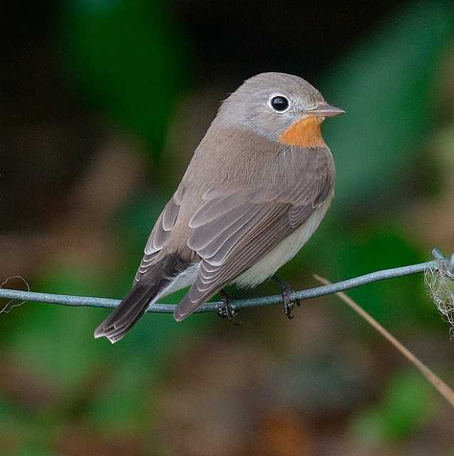 Details : Red-breasted Flycatcher - BirdGuides