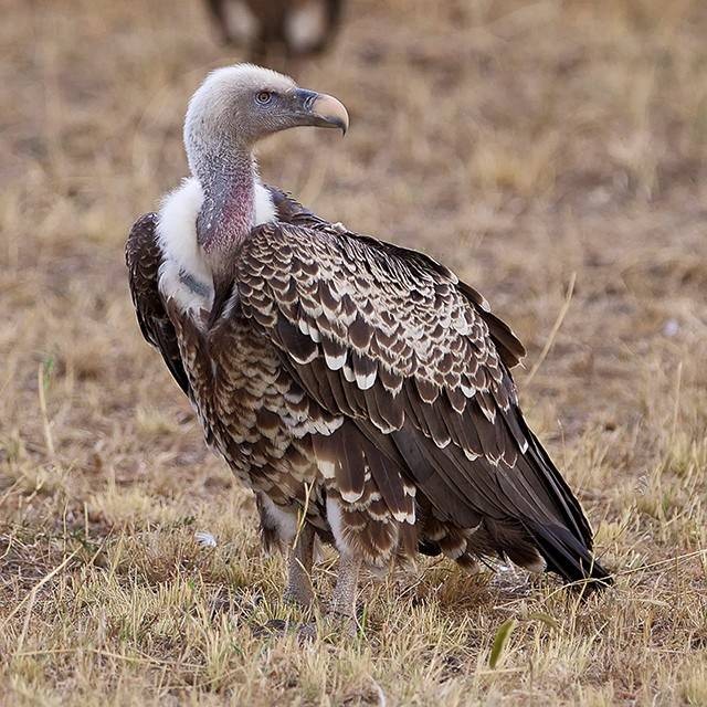 Details : Rüppell's Vulture - BirdGuides