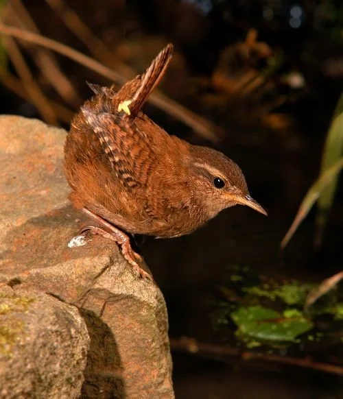 Details : Eurasian Wren - BirdGuides