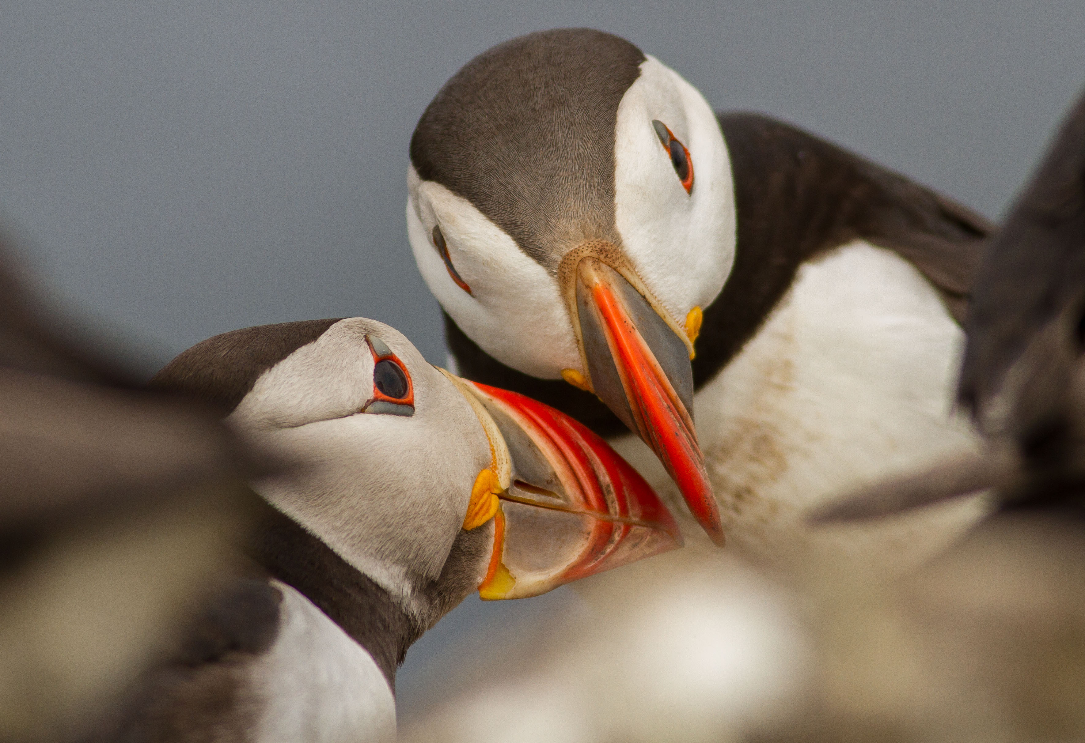Farne Islands seabird breeding report 2014 - BirdGuides