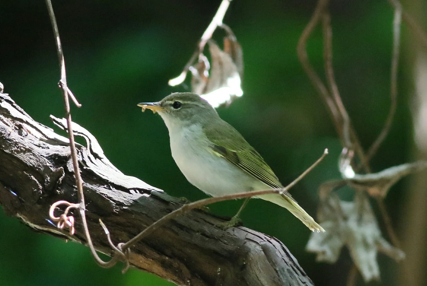Details : Ijima's Leaf Warbler - BirdGuides