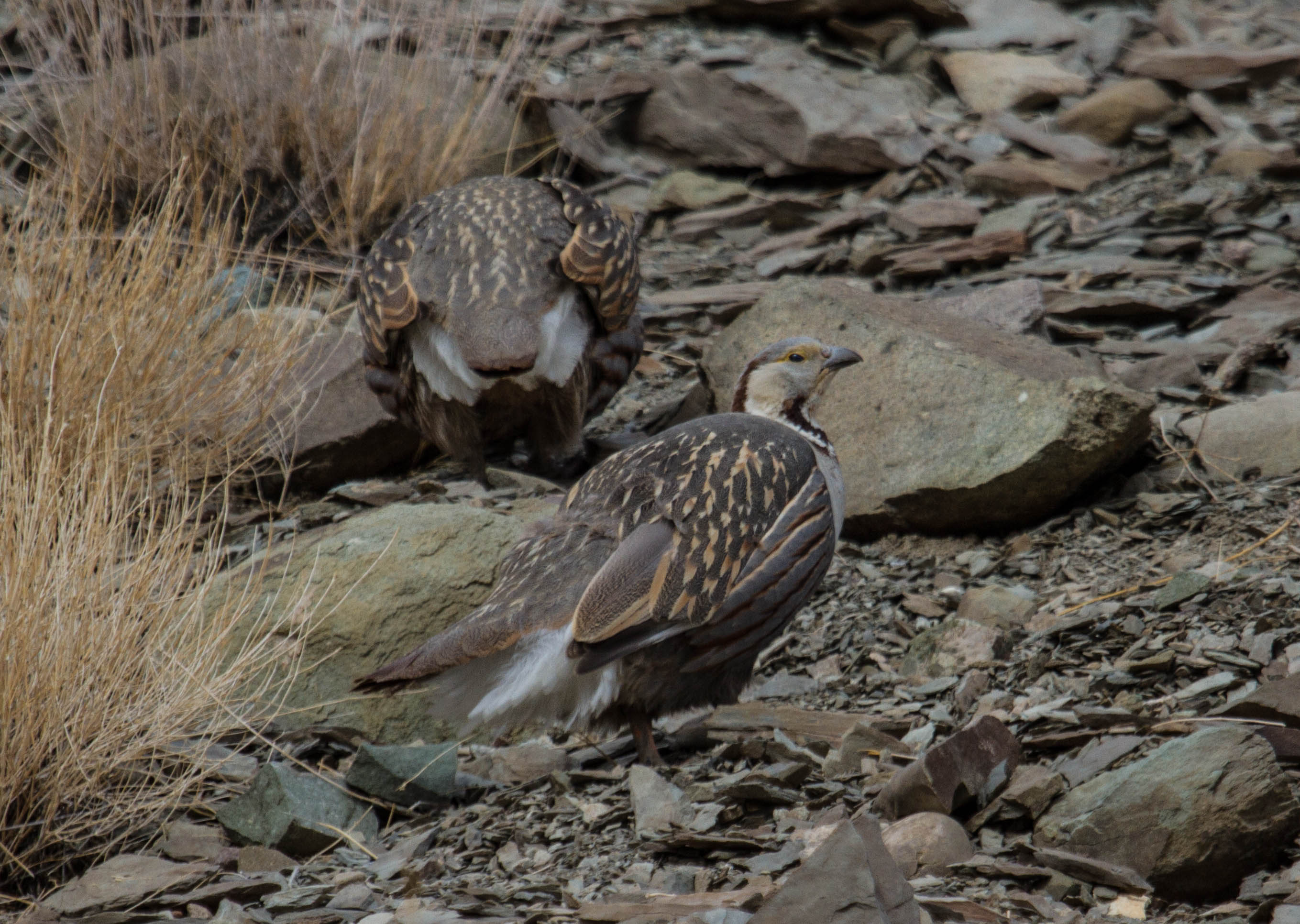 Details : Himalayan Snowcock - BirdGuides