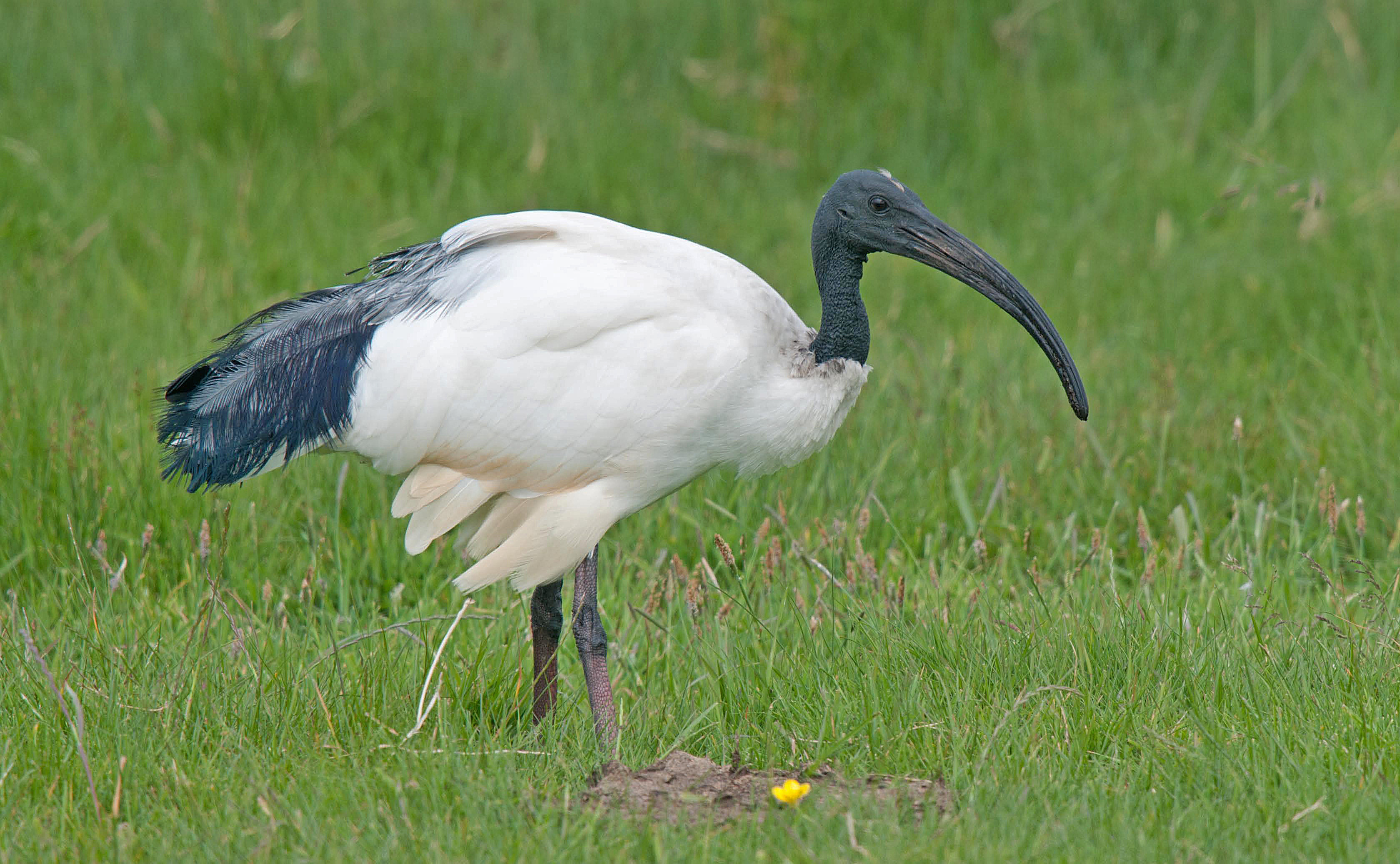 Details : African Sacred Ibis - BirdGuides