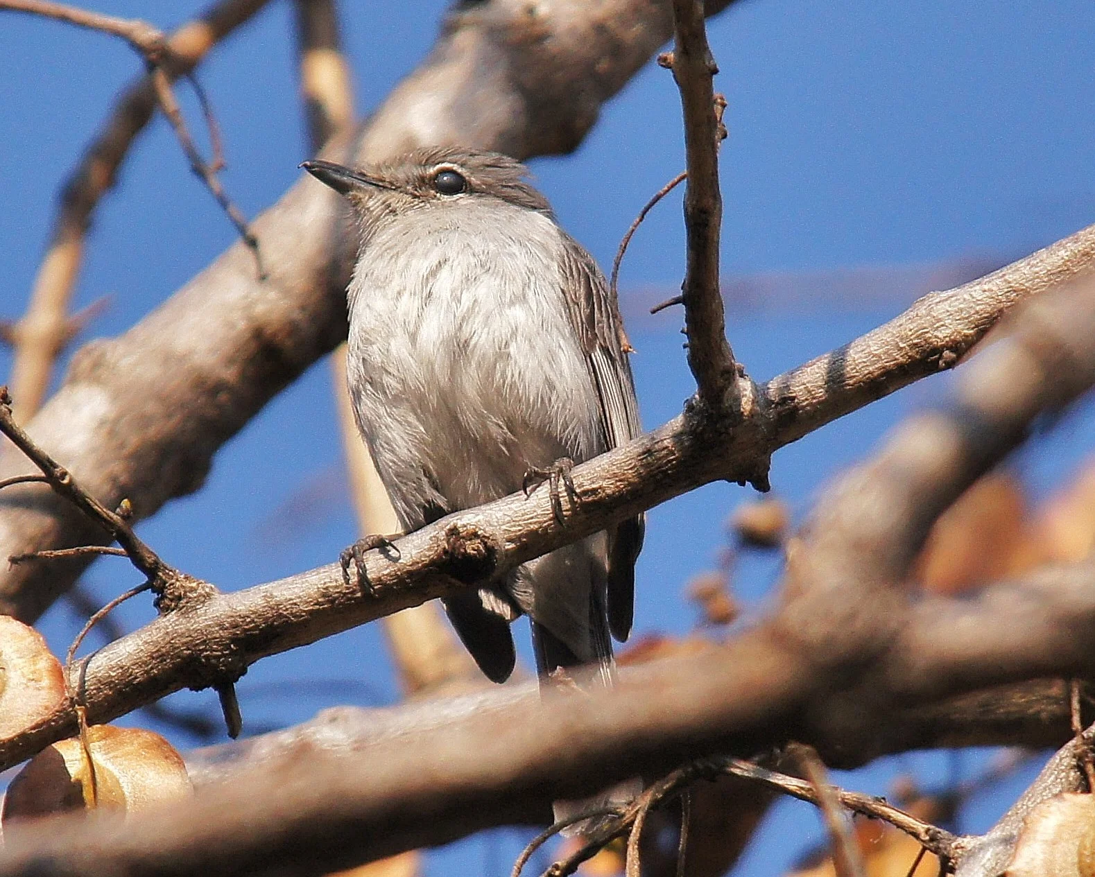 Details : Ashy Flycatcher - BirdGuides