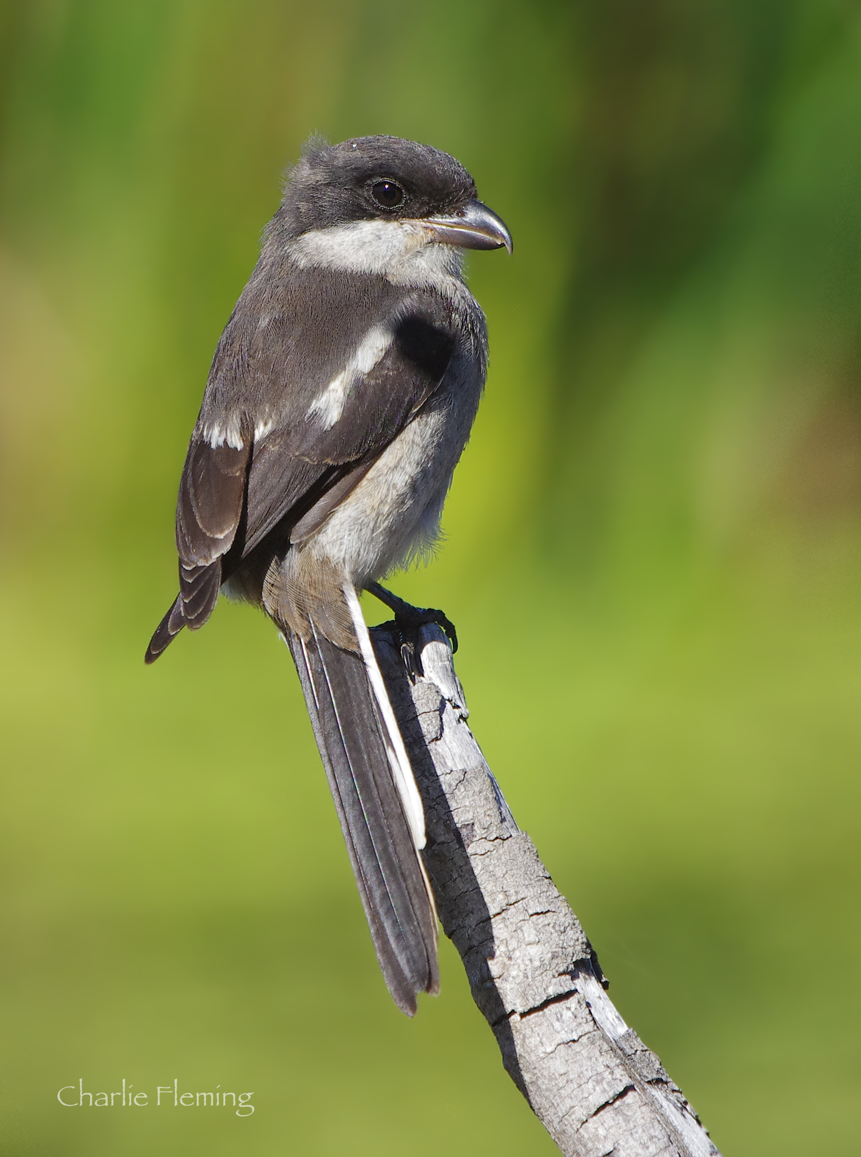 Details : Southern Fiscal - BirdGuides