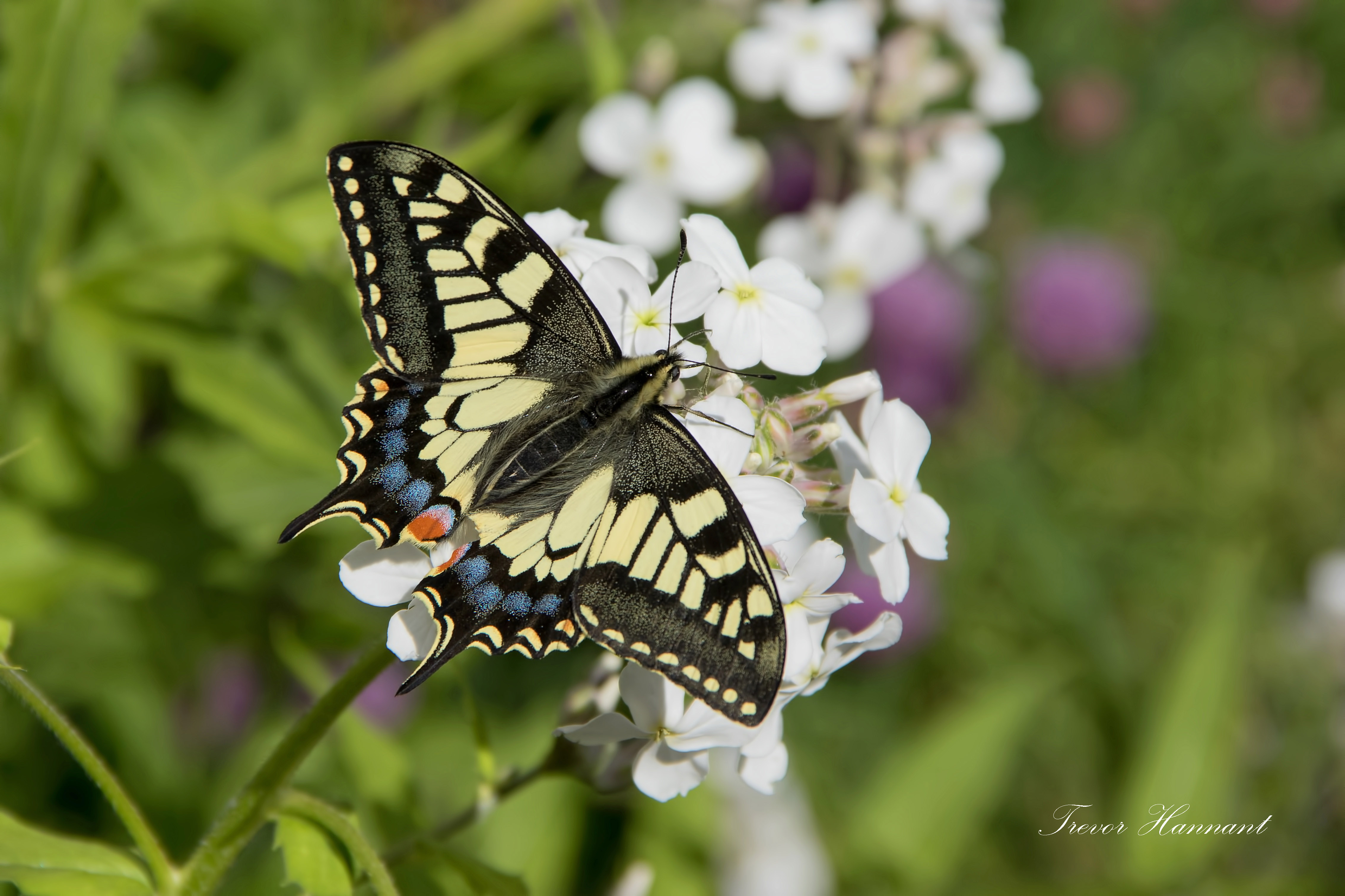 Details : Swallowtail - BirdGuides