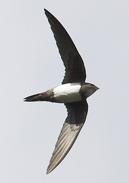 Details : Alpine Swift - BirdGuides