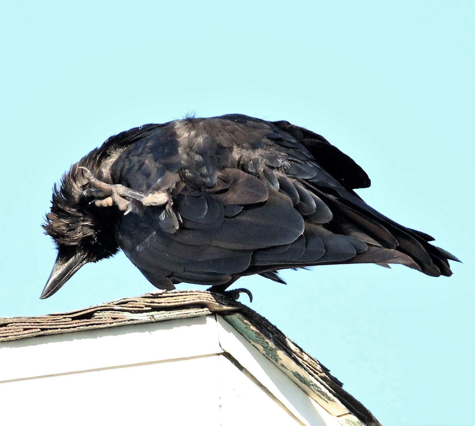 Details : American Crow - BirdGuides