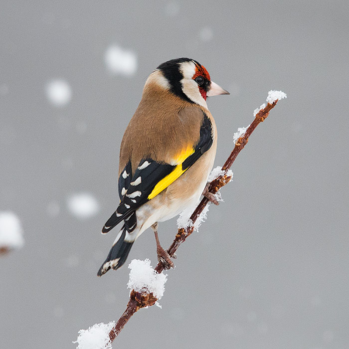 Details : Goldfinch - BirdGuides