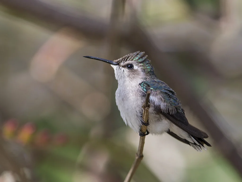 Details : Bee Hummingbird - BirdGuides