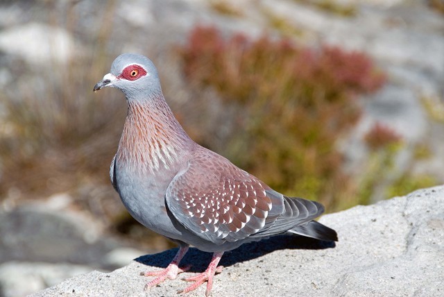 Details : Speckled Pigeon - BirdGuides