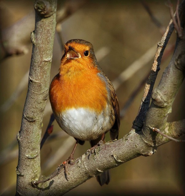 European Robin by Pauline Greenhalgh - BirdGuides
