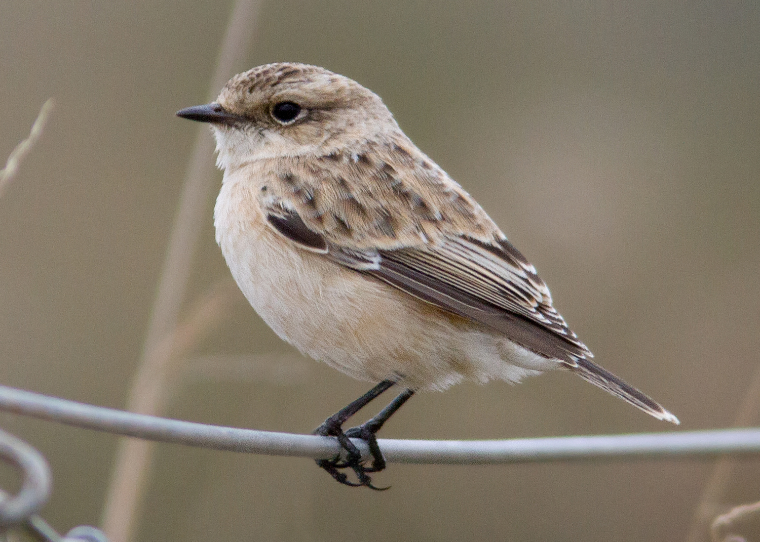 Details : Siberian Stonechat - BirdGuides