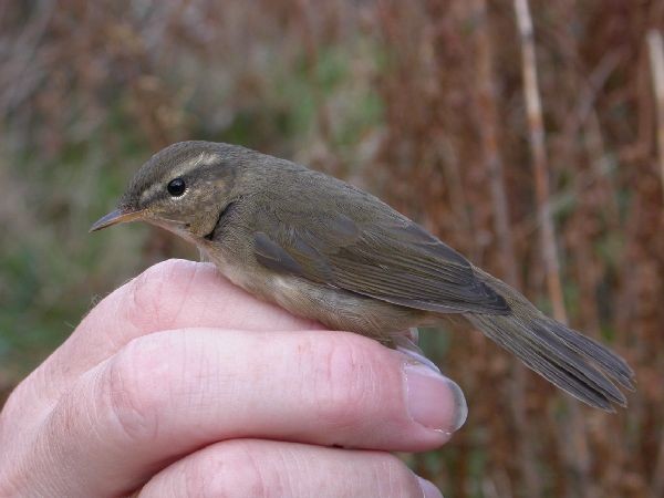 Details : Dusky Warbler - BirdGuides