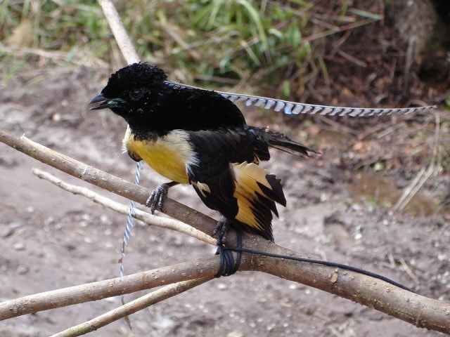King of Saxony Bird-of-paradise by Phil Barden - BirdGuides