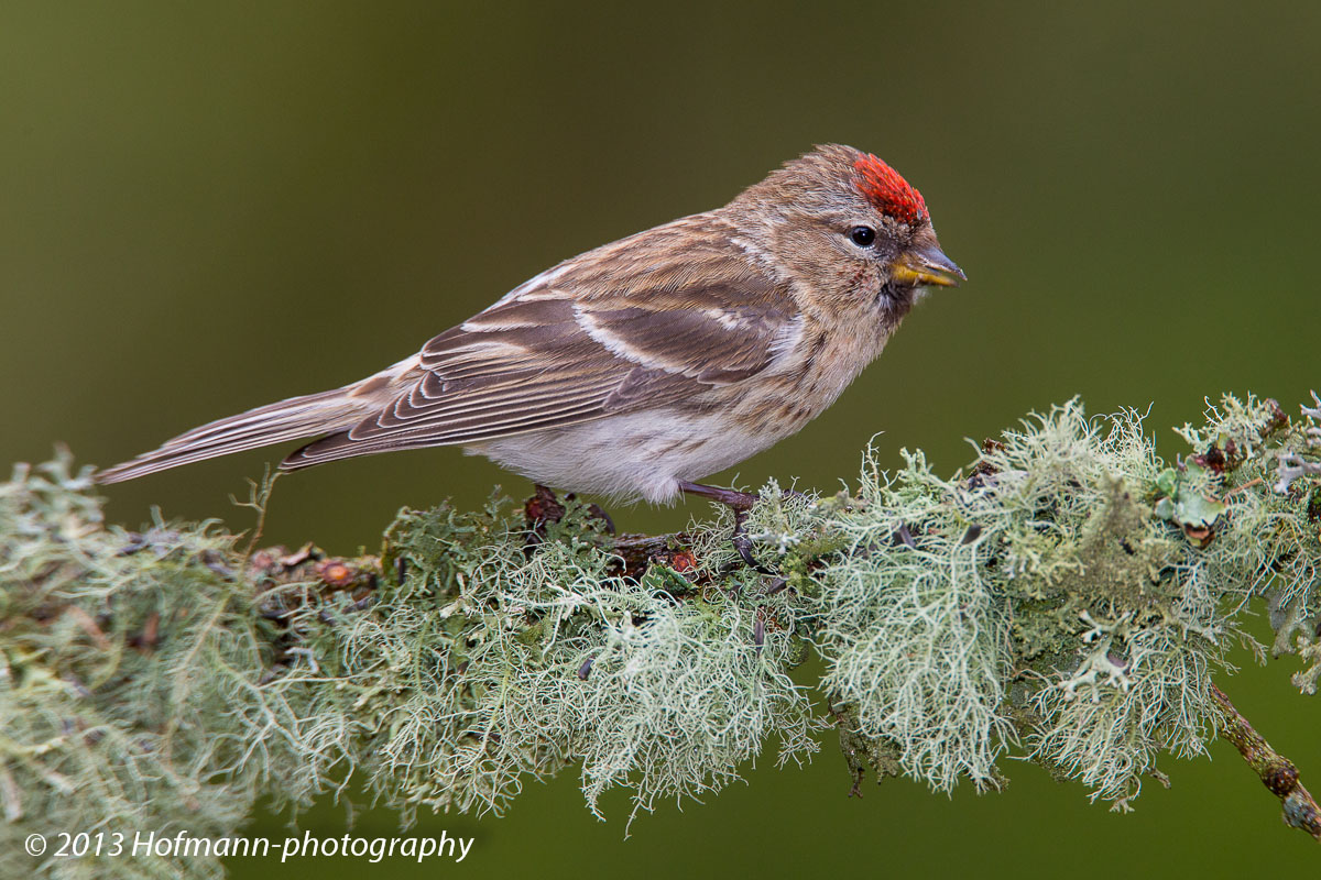 All change in the finch family - BirdGuides