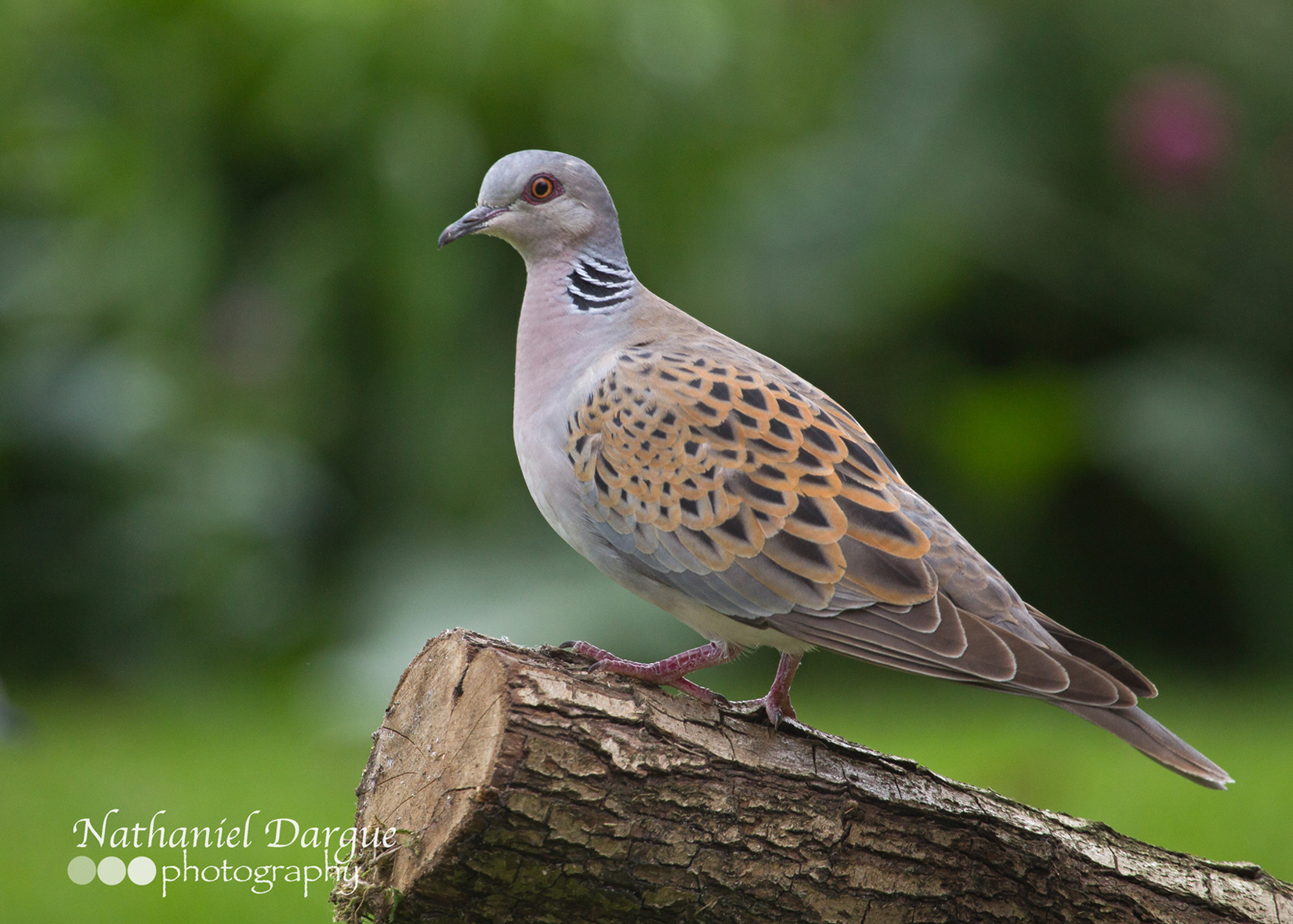 Details : European Turtle Dove - BirdGuides