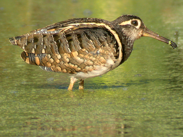 Details : Greater Painted-snipe - BirdGuides