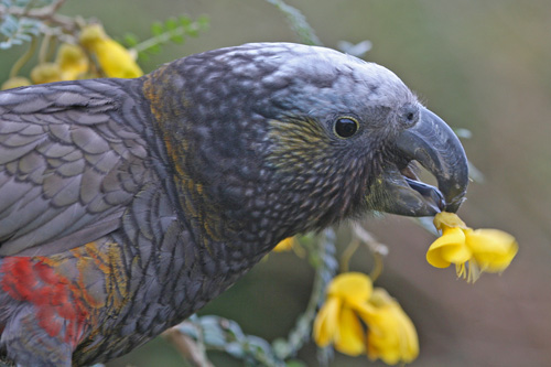 Details : New Zealand Kaka - BirdGuides