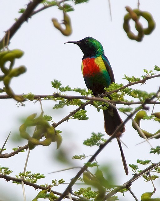 Details : Beautiful Sunbird - BirdGuides