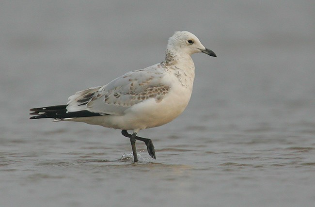 Details : Relict Gull - BirdGuides