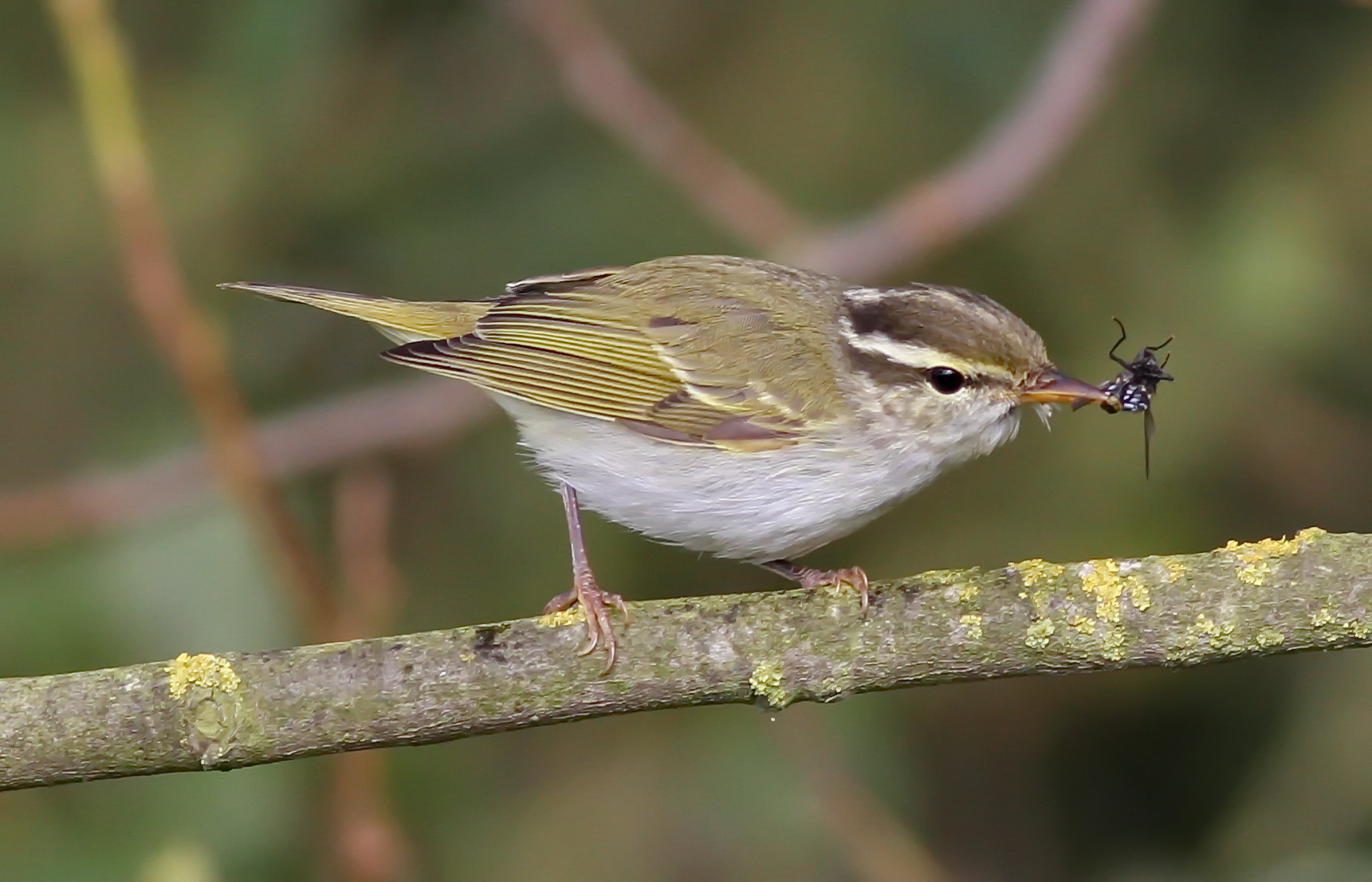Details : Eastern Crowned Warbler - BirdGuides
