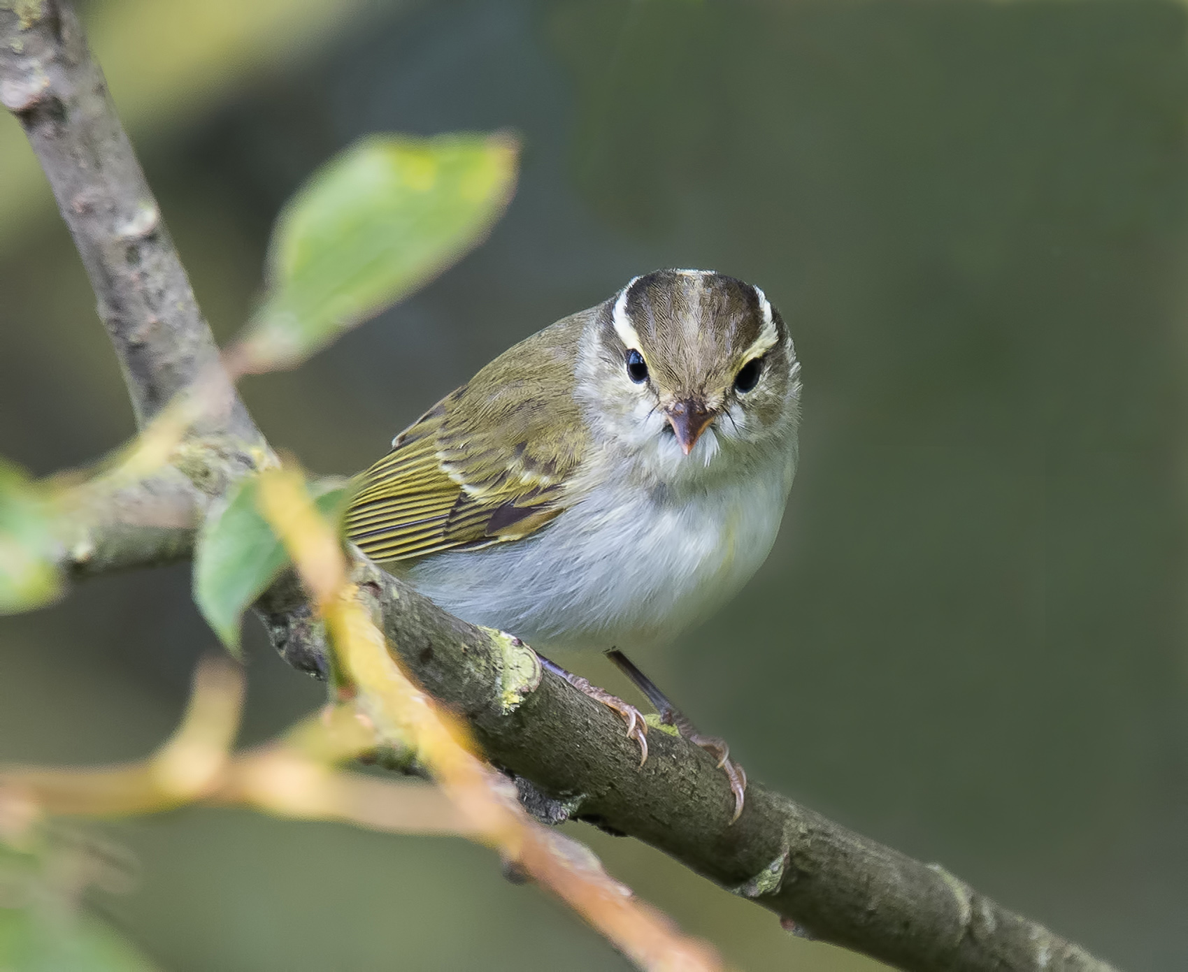 Details : Eastern Crowned Warbler - BirdGuides