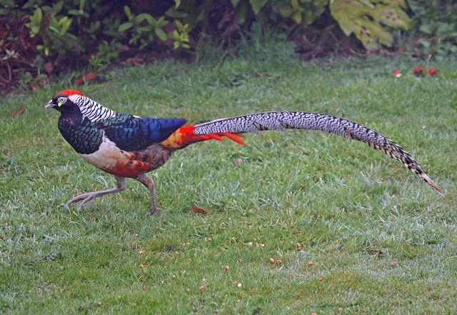 Details : Lady Amherst's Pheasant - BirdGuides