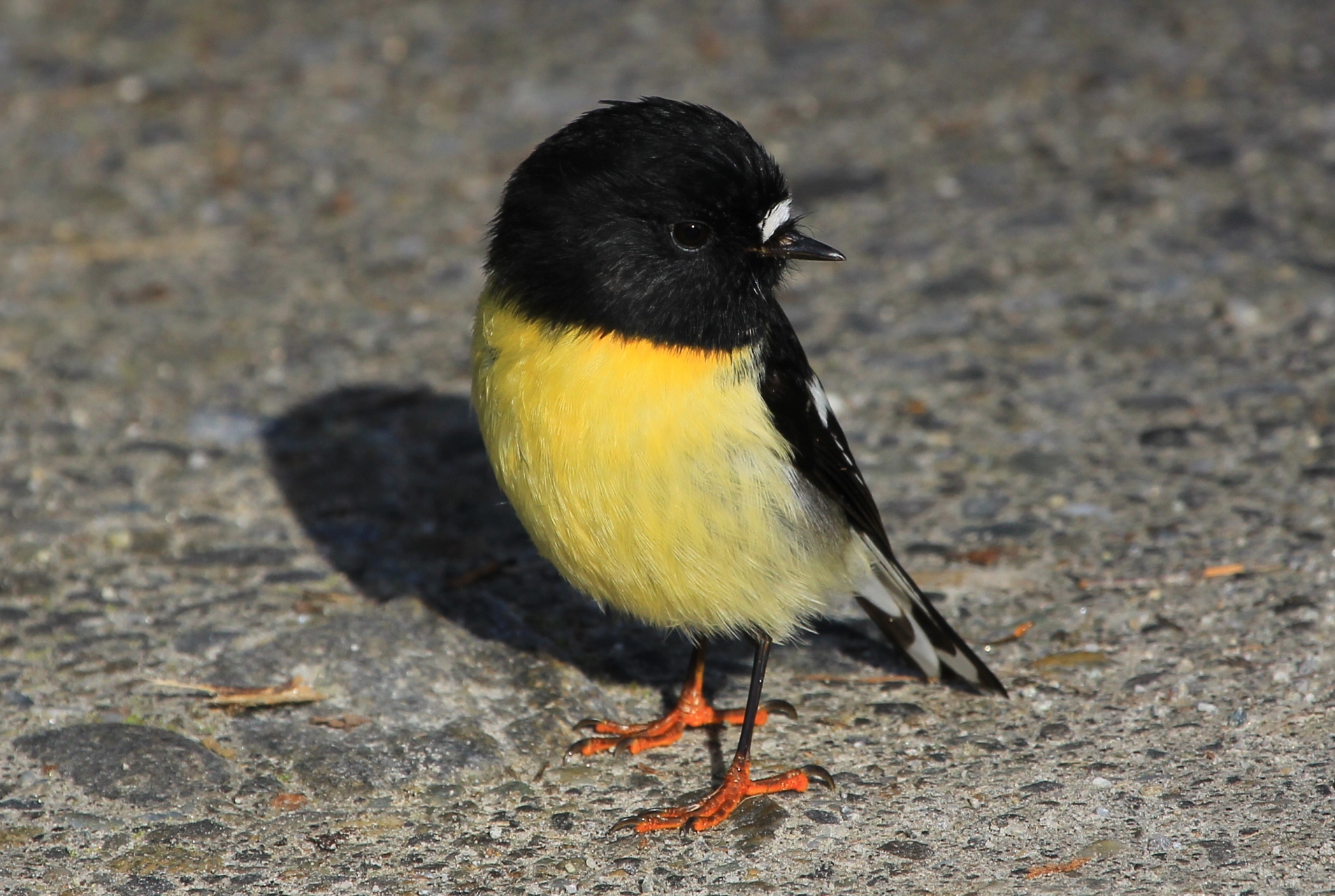 Details : Tomtit - BirdGuides